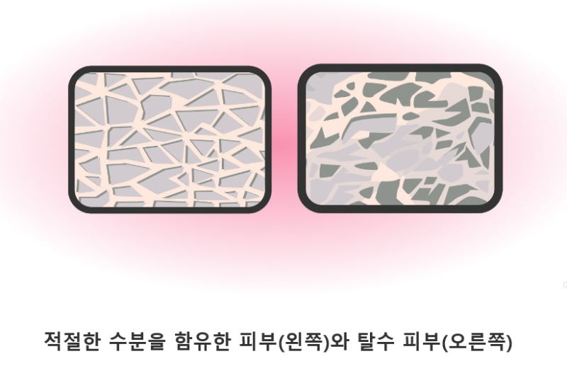 표피 진피 구조와 피부 기능 정리 네이버 블로그