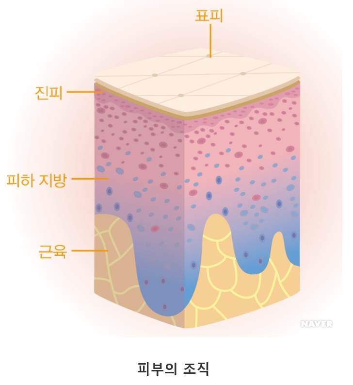 표피 진피 구조와 피부 기능 정리 네이버 블로그