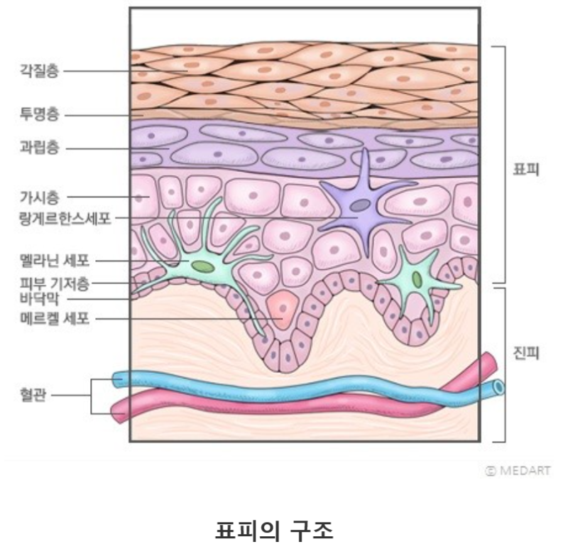 표피 진피 구조와 피부 기능 정리 네이버 블로그
