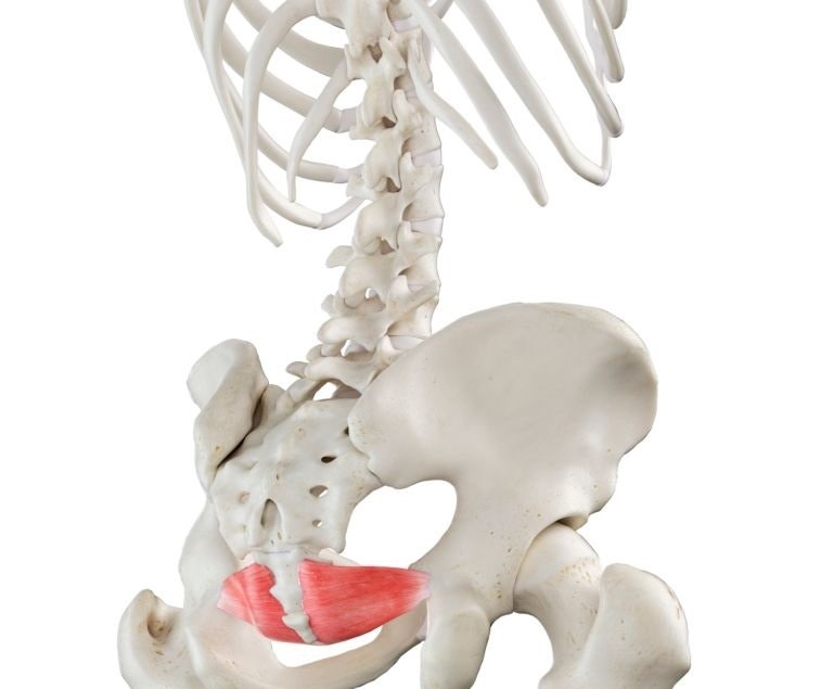 근육/몸통(torso)/골반(pelvis) : 네이버 블로그