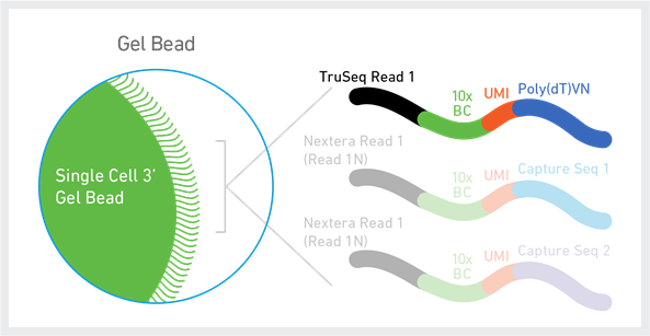 10x Genomics Single Cell Solution - Part 1. Single Cell RNA Sequencing ...
