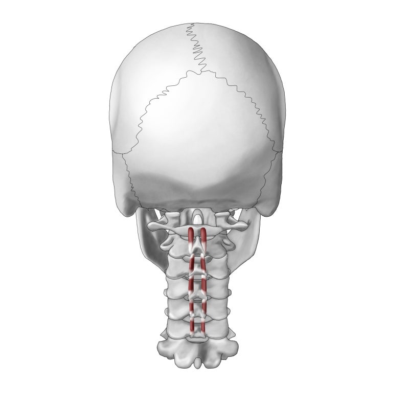 경추극간근(목뼈가시사이근, Interspinalis cervicis) : 네이버 블로그
