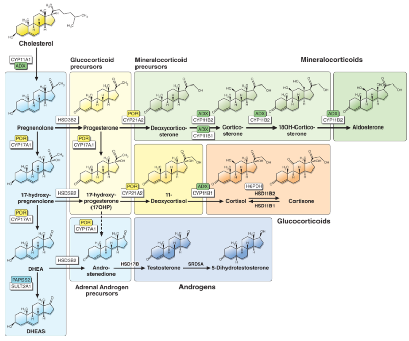 [Endocrinology] 선천성 부신증식증 [부신과형성], Congenital adrenal hyperplasia ...