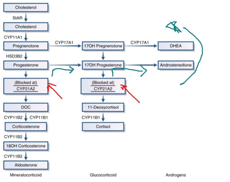[Endocrinology] 선천성 부신증식증 [부신과형성], Congenital adrenal hyperplasia ...