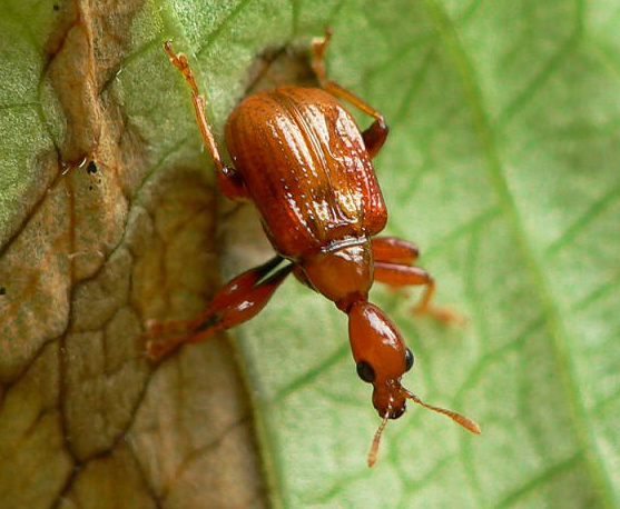 거위벌레[Chestnut leaf-cut-weevil] : 네이버 블로그