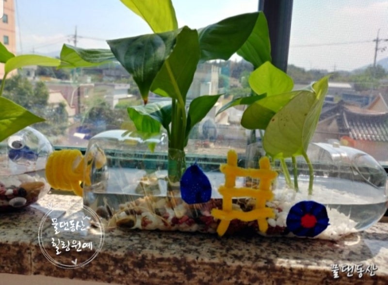 원예심리치료수업 재활용 페트병 어항수경재배 네이버 블로그