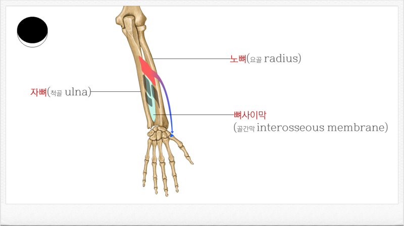 해부학 근육학 아래팔근육forearm Muscle 뒤칸 긴엄지벌림근장무지외전근ㆍabductor