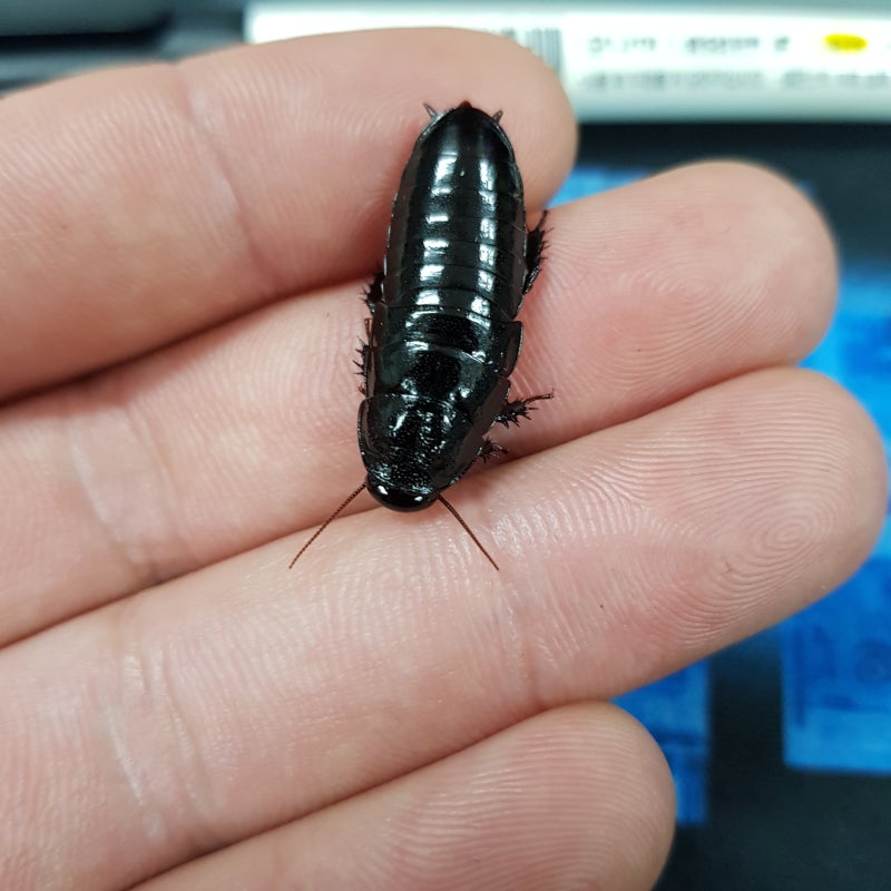 갑옷바퀴 채집, 사육 : 네이버 블로그