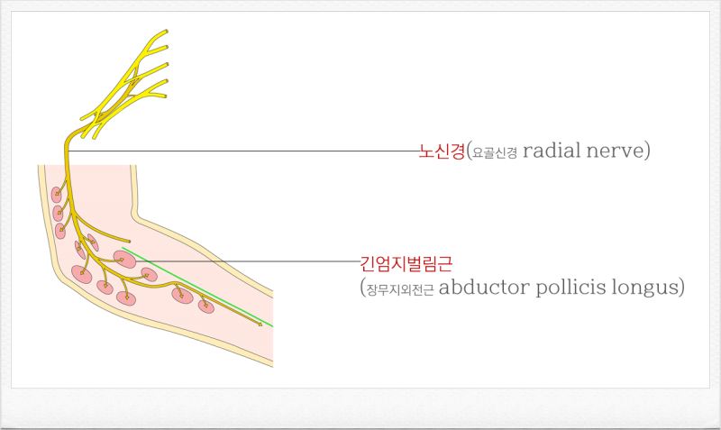 해부학 근육학 아래팔근육forearm Muscle 뒤칸 긴엄지벌림근장무지외전근ㆍabductor