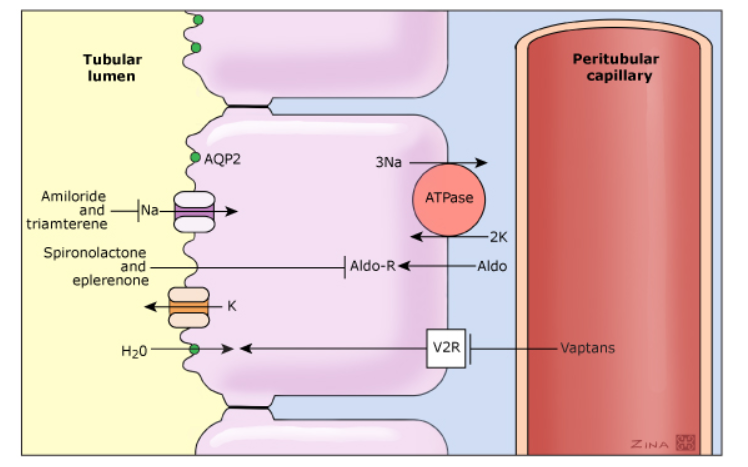 [Nephrology] Type A (alpha) intercalated cells and type B intercalated ...