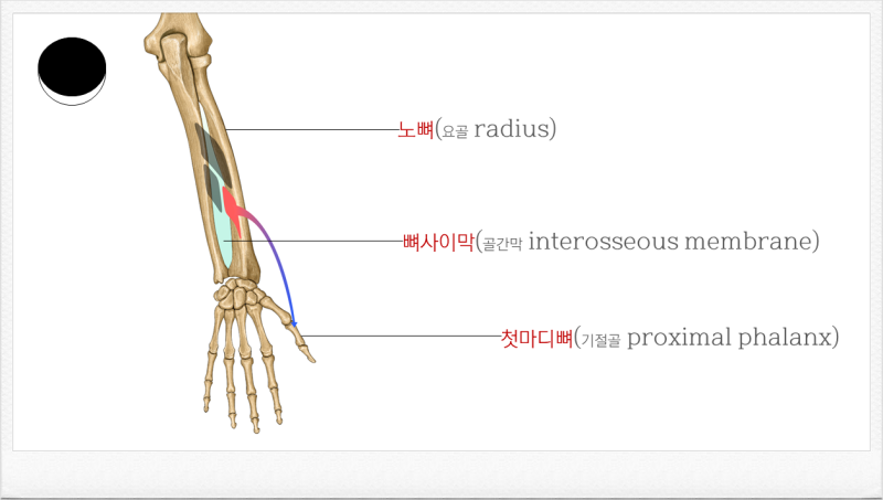 해부학 근육학 아래팔근육forearm Muscle 뒤칸 짧은엄지폄근단무지신근ㆍextensor Pollicis