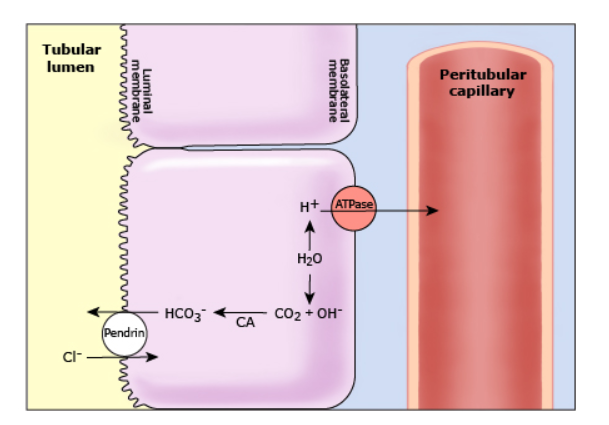 [Nephrology] Type A (alpha) intercalated cells and type B intercalated ...