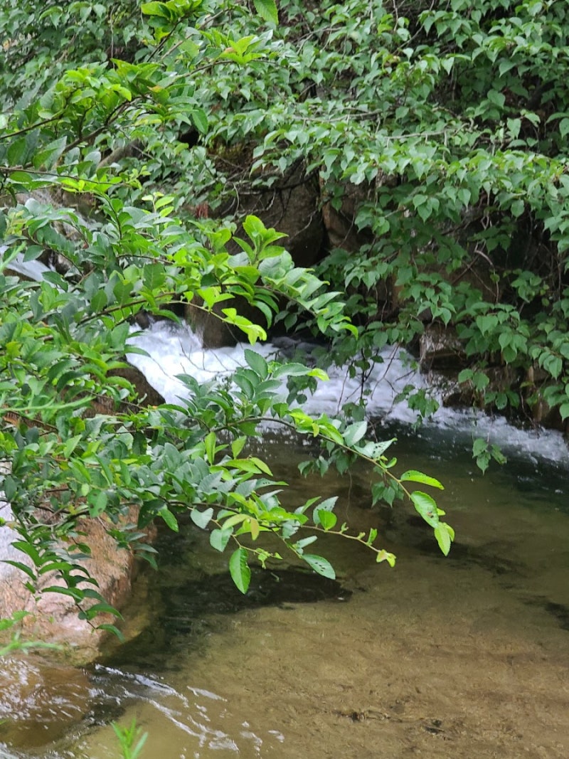 가슴에 내리는비 : 네이버 블로그