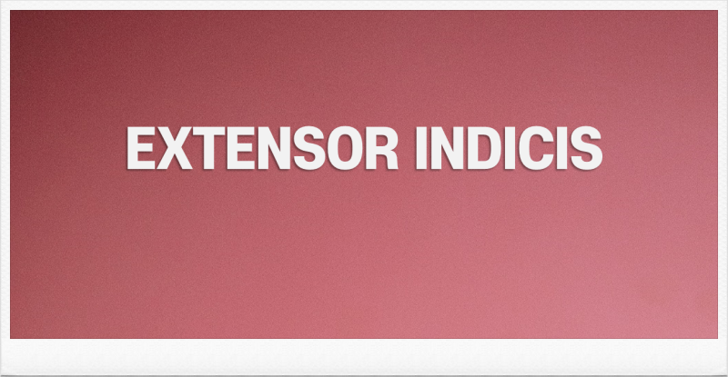 해부학 근육학 아래팔근육forearm Muscle 뒤칸 집게폄근시지신근ㆍextensor Indicis