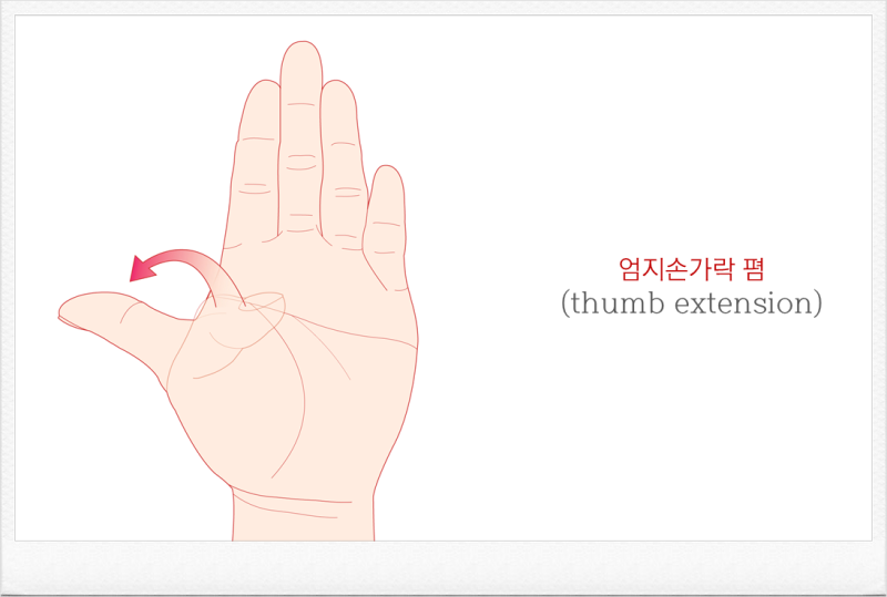 해부학 근육학 아래팔근육forearm Muscle 뒤칸 긴엄지폄근장무지신근ㆍextensor Pollicis