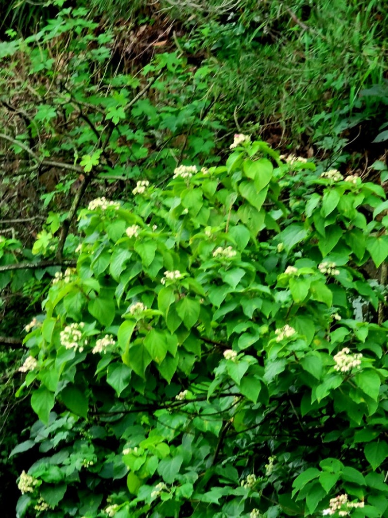 가슴에 내리는비 : 네이버 블로그