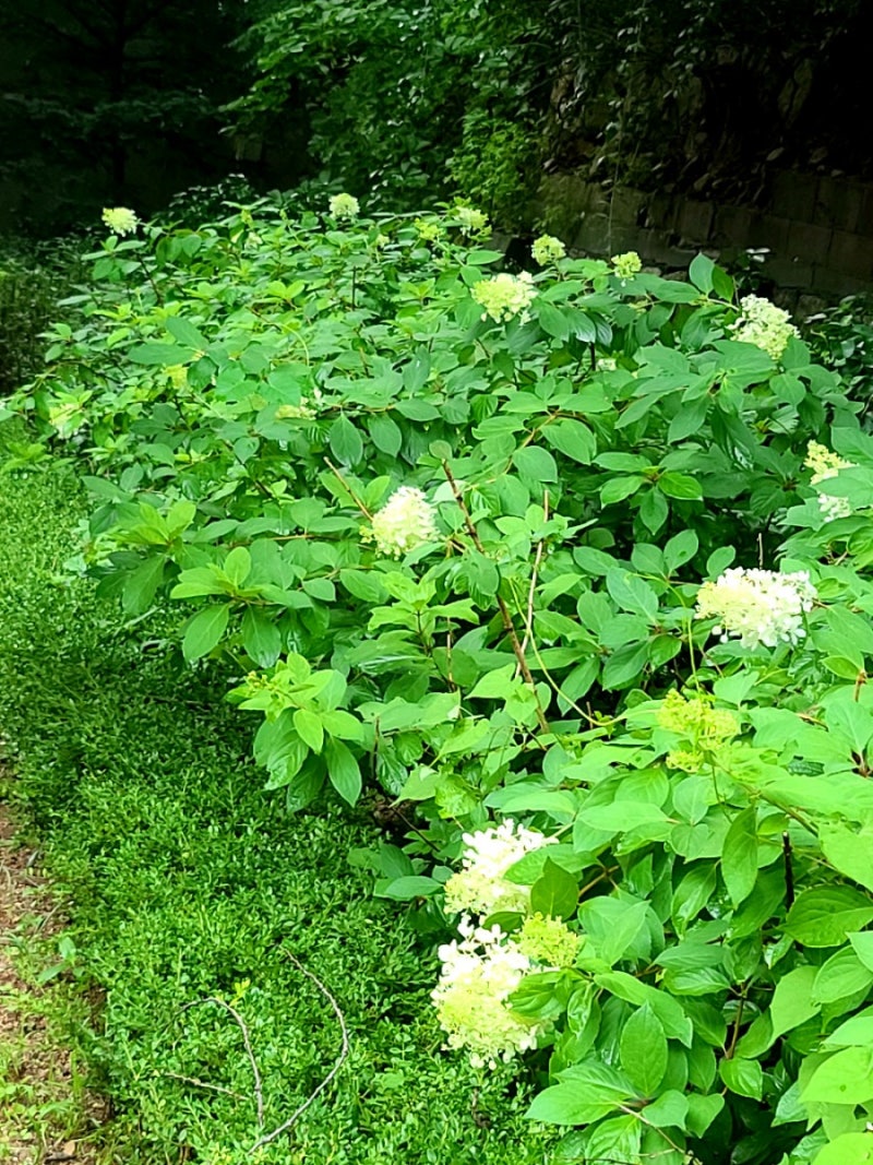 가슴에 내리는비 : 네이버 블로그