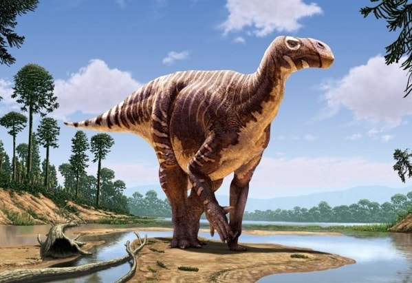 65장. 송곳 손가락; 안킬로폴렉시아 : 네이버 블로그