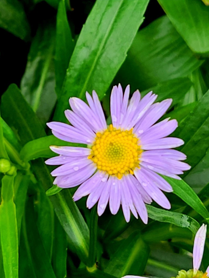 가슴에 내리는비 : 네이버 블로그