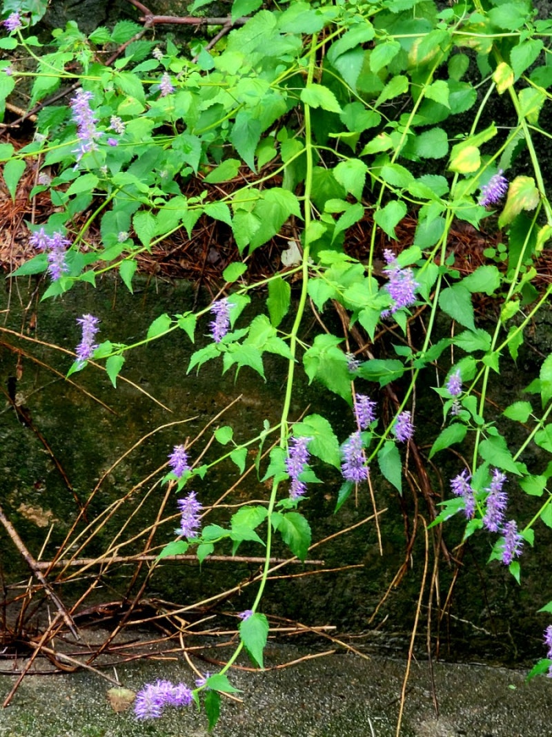 가슴에 내리는비 : 네이버 블로그
