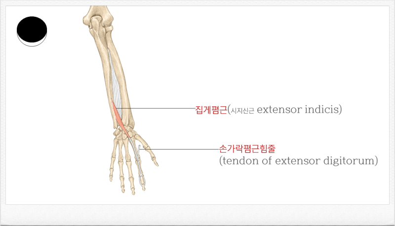해부학 근육학 아래팔근육forearm Muscle 뒤칸 집게폄근시지신근ㆍextensor Indicis
