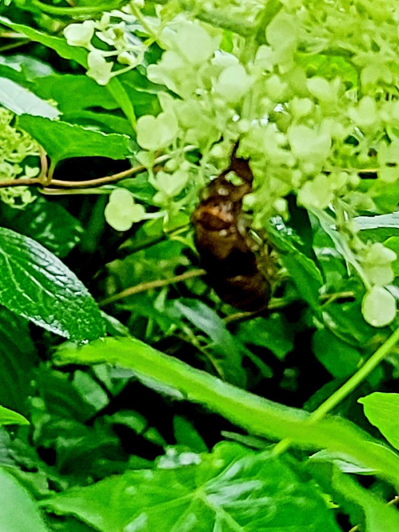 가슴에 내리는비 : 네이버 블로그