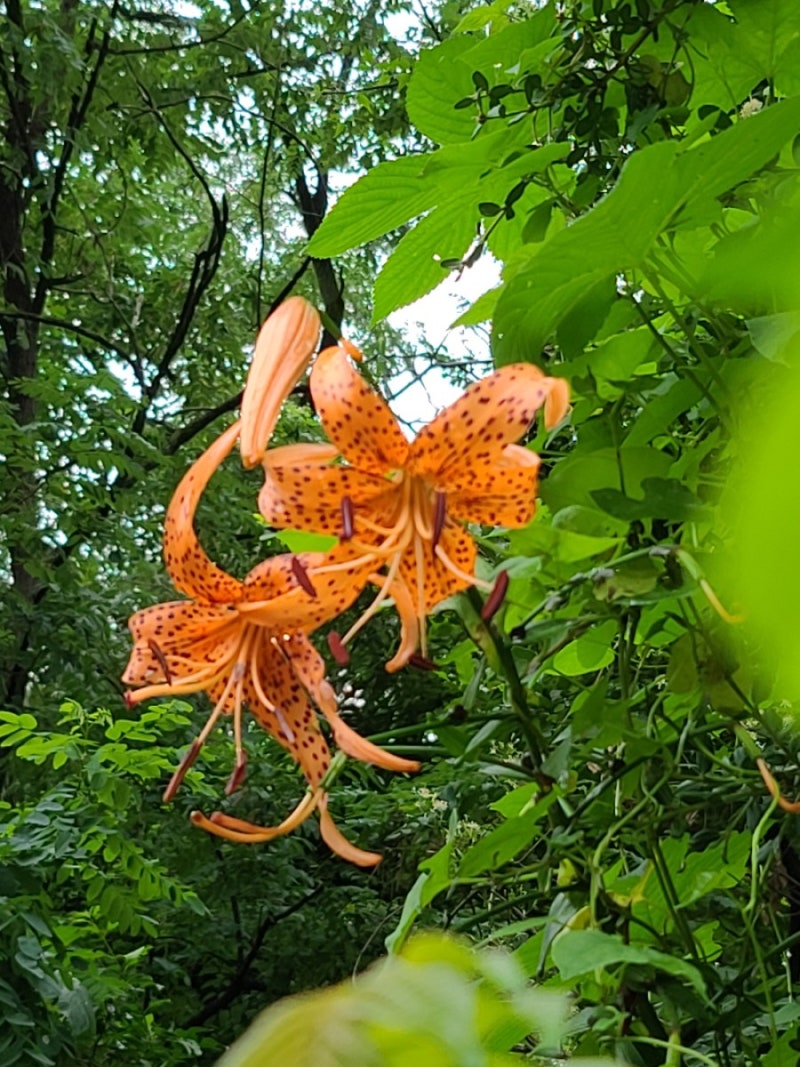 가슴에 내리는비 : 네이버 블로그