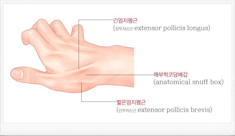 해부학 근육학 아래팔근육forearm Muscle 뒤칸 긴엄지폄근장무지신근ㆍextensor Pollicis