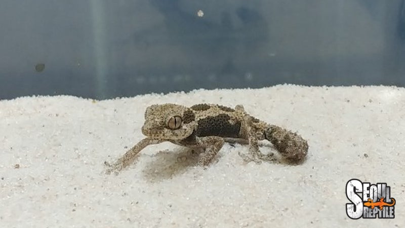 [Pachydactylus rugosus] 러프 틱토 게코/러프스케일 게코(루고수스) 사육 정보 - Rough Thick ...