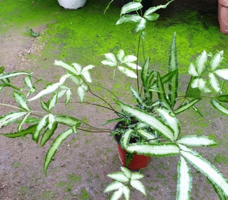보스톤 고사리 분갈이키우기고사리종류알아보기 네이버 블로그