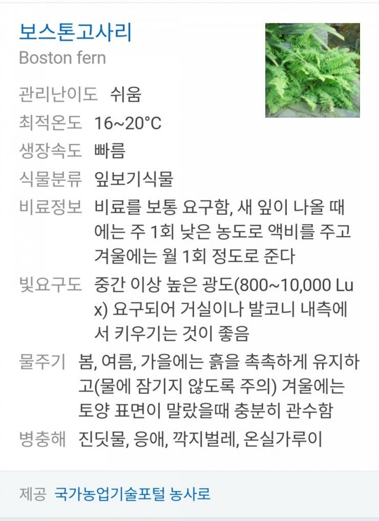보스톤 고사리 분갈이키우기고사리종류알아보기 네이버 블로그