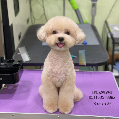 초코 미용 ♡ 푸들썸머컷 푸들곰돌이컷 푸들귀툭튀컷 범내골애견미용 범천동애견미용 서면애견미용 문현동애견미용 네발로 네발로부산 푸들