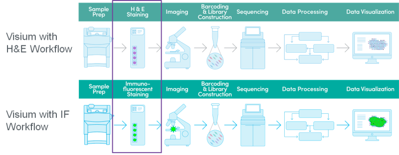 위치 정보를 가진 transcriptome 분석 - Visium Spatial Gene Expression : 네이버 블로그