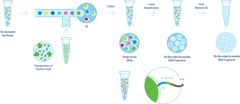 10x Genomics Single Cell Solution - Part 2. Single Cell ATAC Sequencing ...