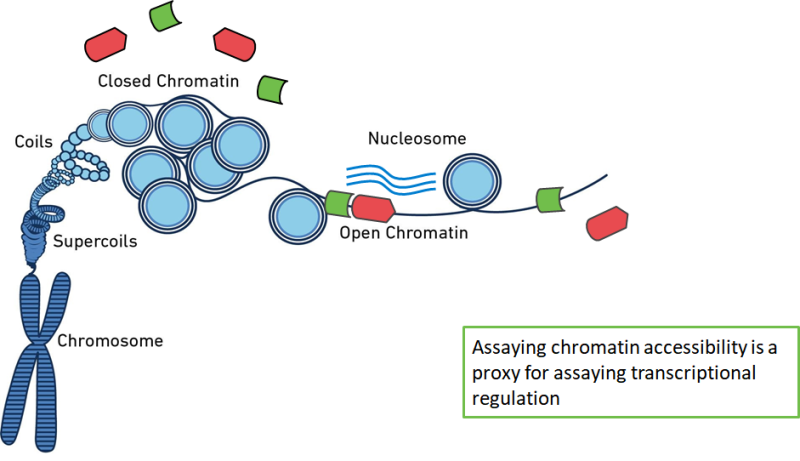 10x Genomics Single Cell Solution - Part 2. Single Cell ATAC Sequencing ...