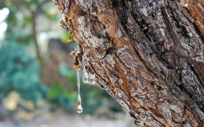 매스틱(Mastic)이란 무엇? 역사, 화학구조, 생산, 및 효능 : 네이버 블로그