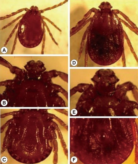 SFTS(severe fever with thrombocytopenia syndrome), 전파 경로, precautions ...