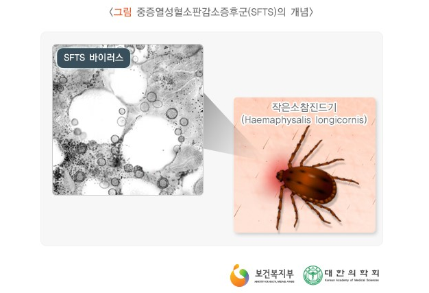 SFTS(severe fever with thrombocytopenia syndrome), 전파 경로, precautions ...