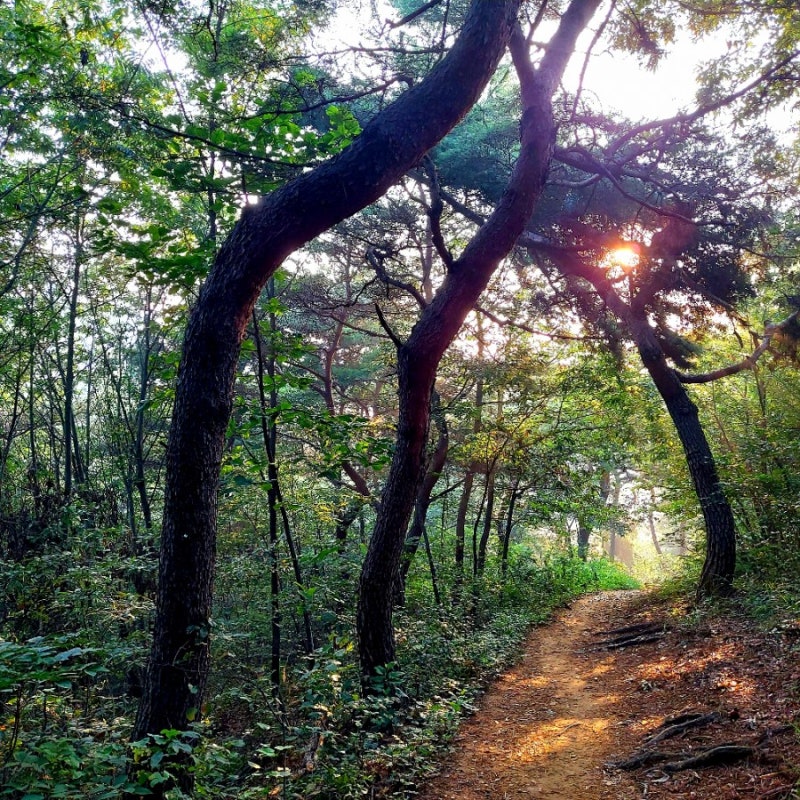 선학산 맨발 5km/ 소통 : 네이버 블로그