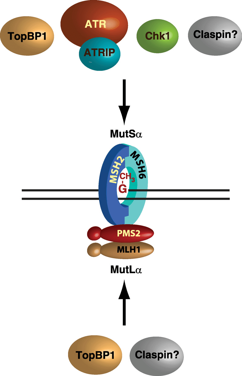 Lynch syndrome에서 microsatellite instability (MSI), mismatch repair (MMR ...