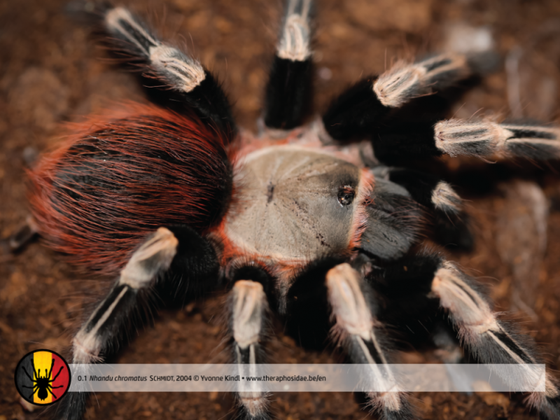 타란튤라, 타란튤라 입고.! : 네이버 블로그