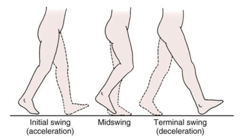 보행주기 중 유각기(Swing phase)란? : 네이버 블로그