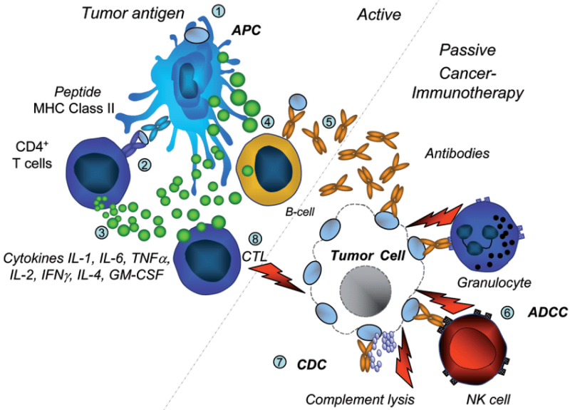면역항암제의 정의(Principle of Cancer Immunotherapy) : 네이버 블로그
