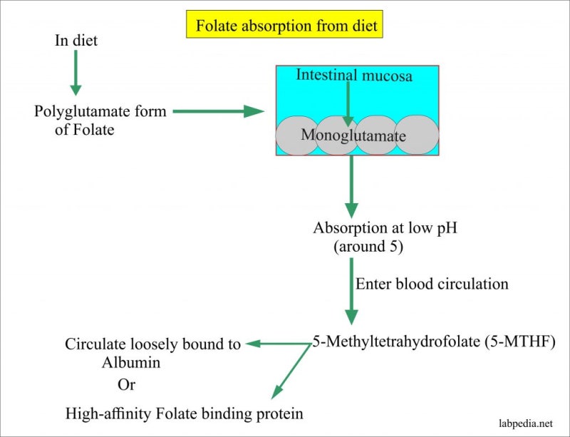 건강이야기 / 논쟁중인 엽산 : folate,folic acid : 네이버 블로그