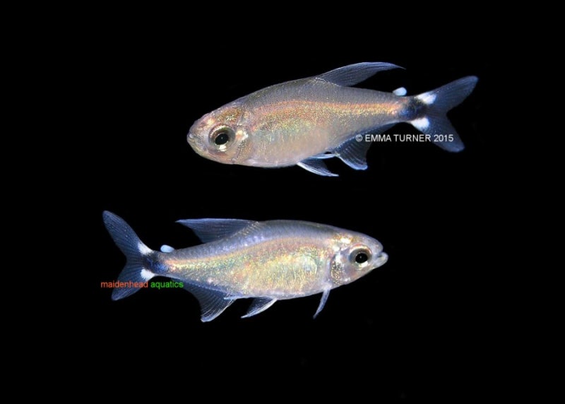 Hyphessobrycon elachys / 키티 테트라 혹은 하스타투스 테트라 라고 불리는 "군영 잘하는" 귀여운 소형어 ...
