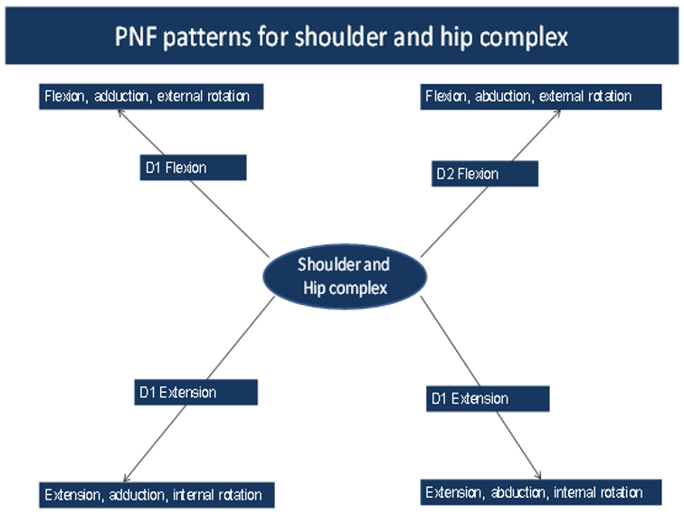 Neuromuscular training & PNF (근신경계 트레이닝 & PNF) : 네이버 블로그