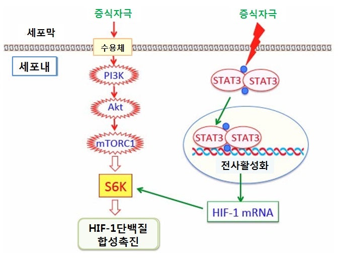 프테로스틸벤(Pterostilbene)의 항암작용(1): JAK/STAT3 신호전달계와 PI3K/AKT 신호전달계의 억제 ...
