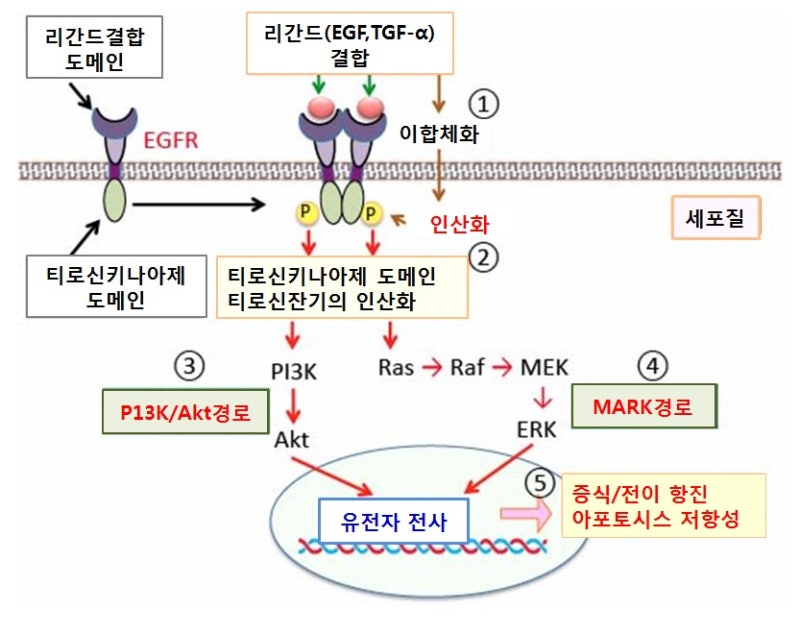 프테로스틸벤(Pterostilbene)의 항암작용(1): JAK/STAT3 신호전달계와 PI3K/AKT 신호전달계의 억제 ...