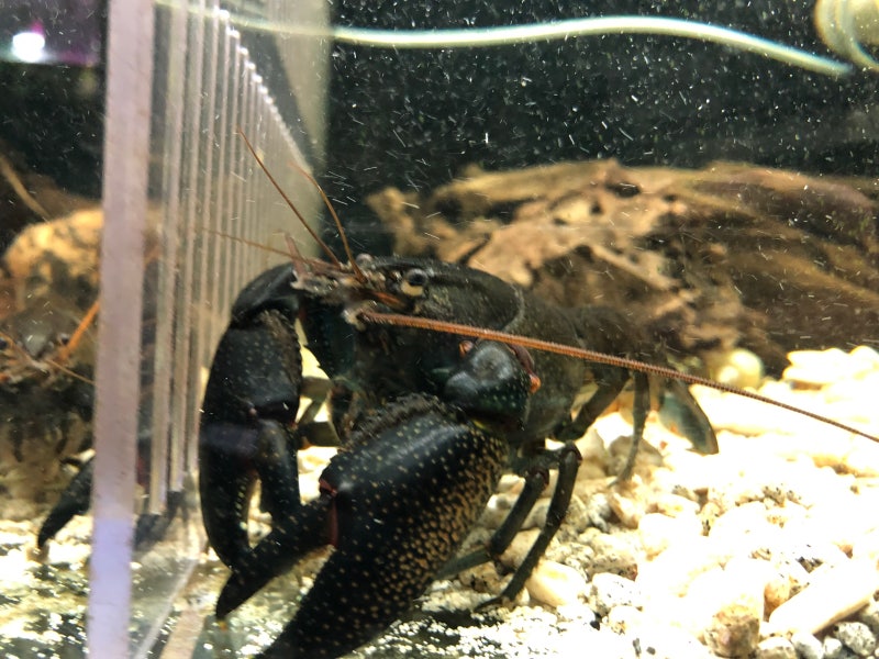 쿠낙 가재의 대표적인 교잡개체의 사진 : 네이버 블로그