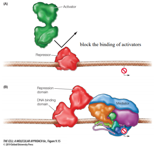 [세포생물학] 9.2 Transcription Factors in Eukaryotes 진핵생물의 전사 인자 : 네이버 블로그